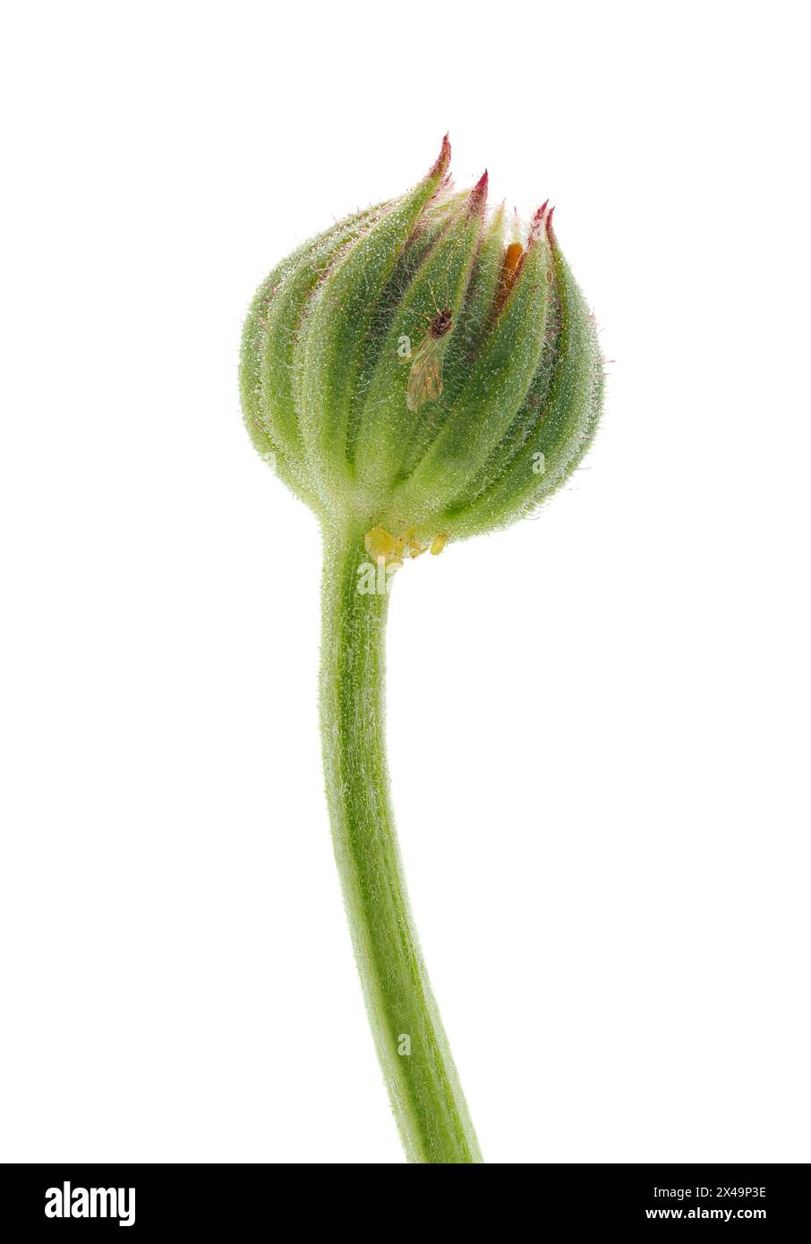 Pot marigold flower bud isolated on white background, Calendula ...