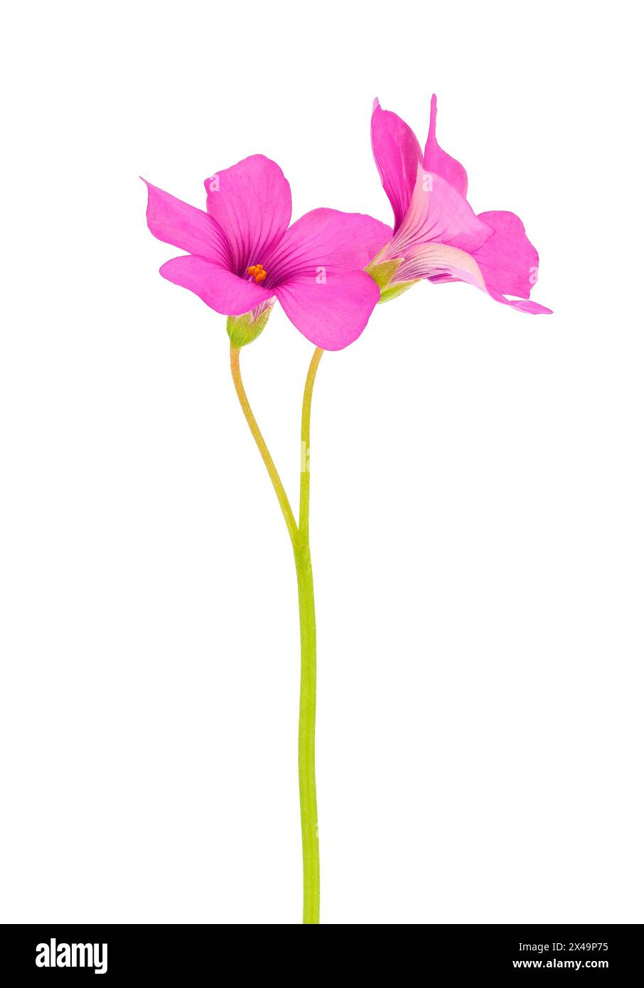 Pink-sorrel isolated on white background, Oxalis articulata Stock Photo ...