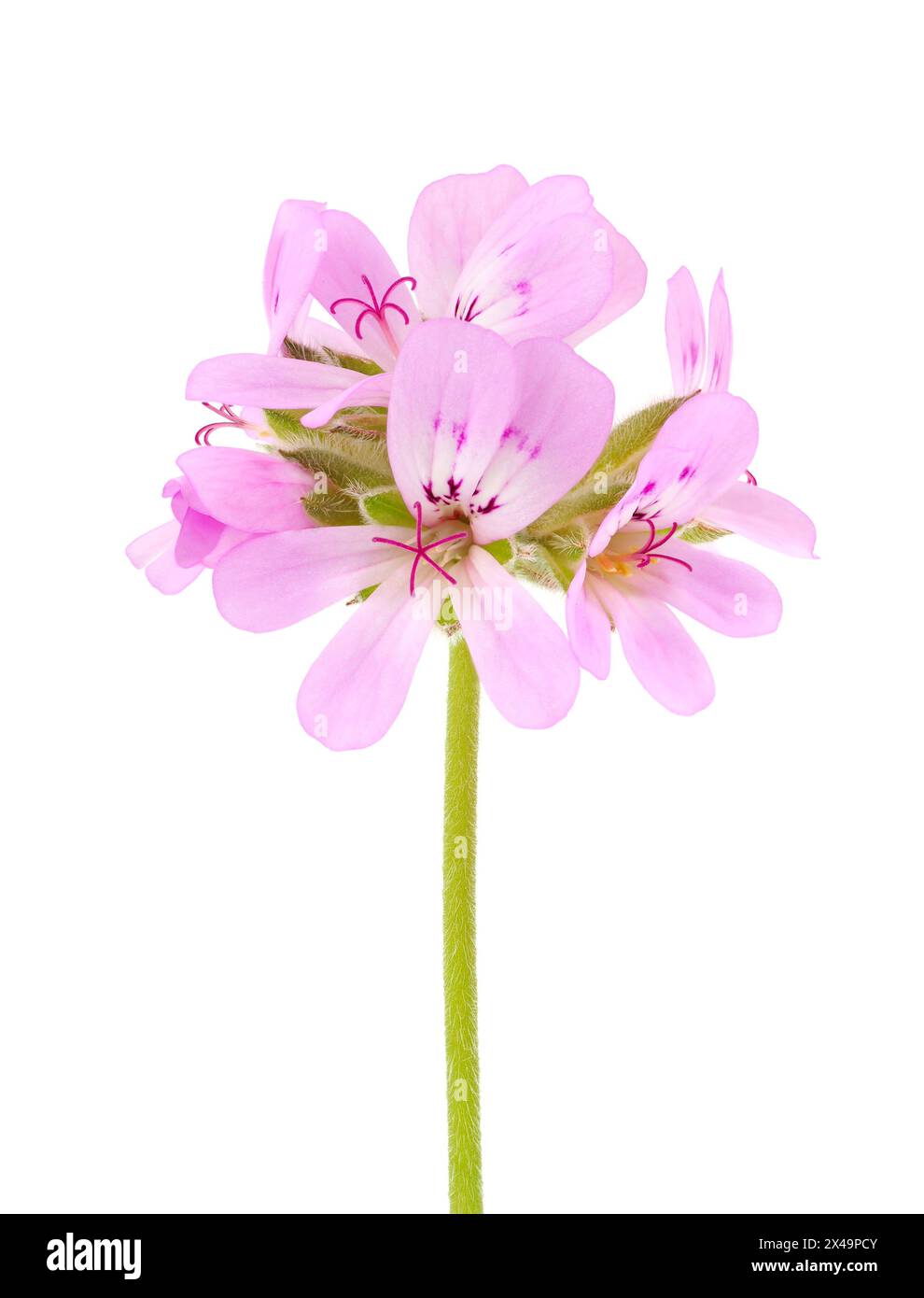 Rose geranium isolated on white background, Pelargonium graveolens ...