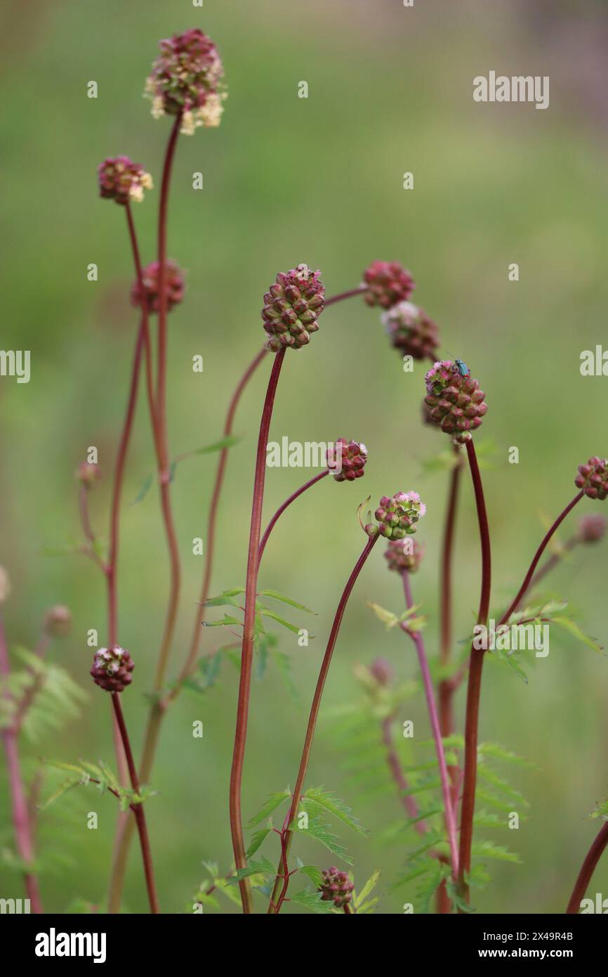 great Burnet with common Malachite beetle Stock Photo - Alamy