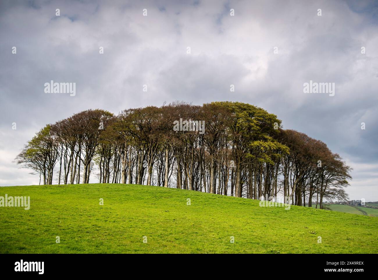 The so-called Nearly Home Trees near the border between Devon and ...