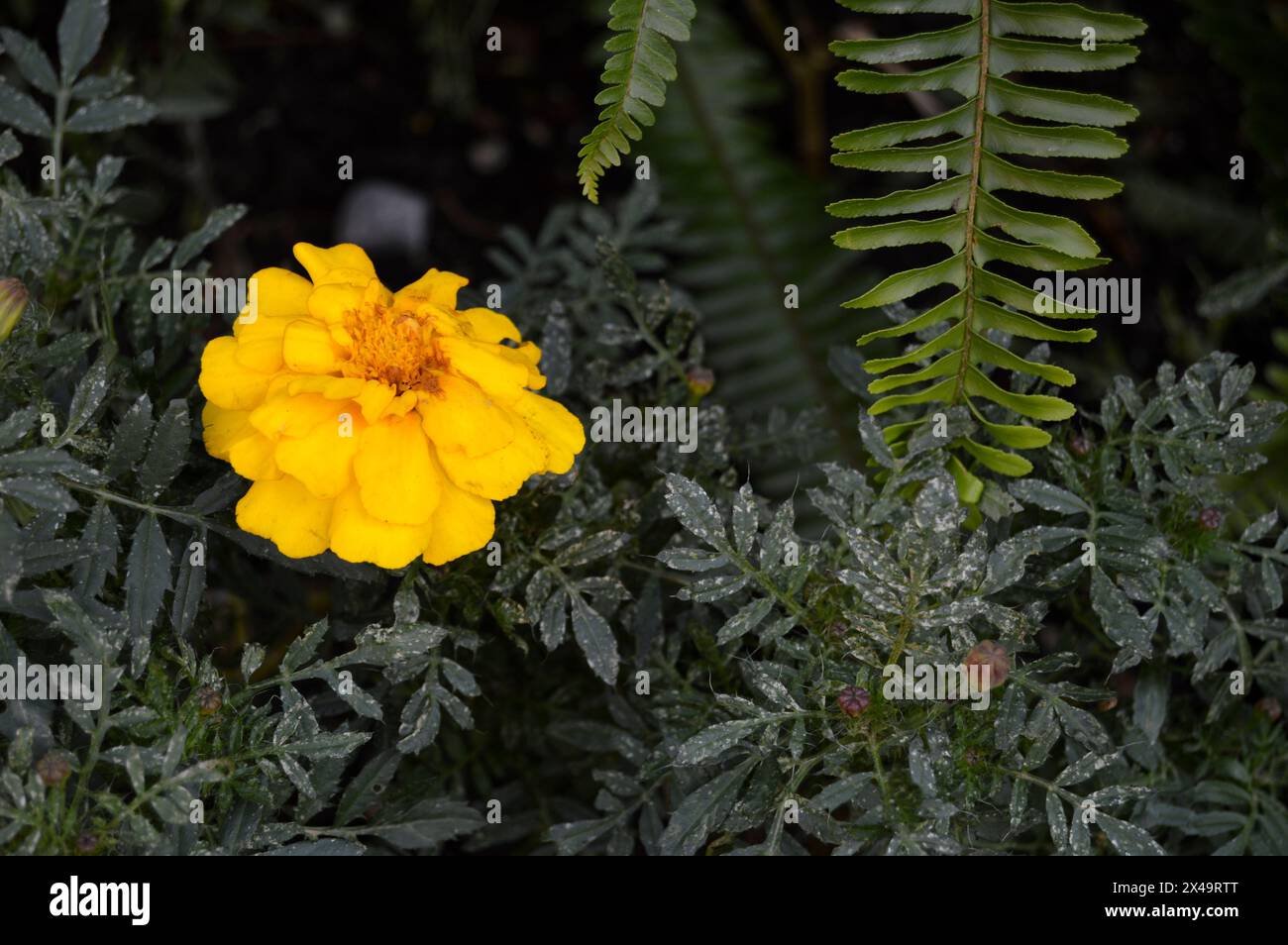 yellow flower with ferns around Stock Photo - Alamy