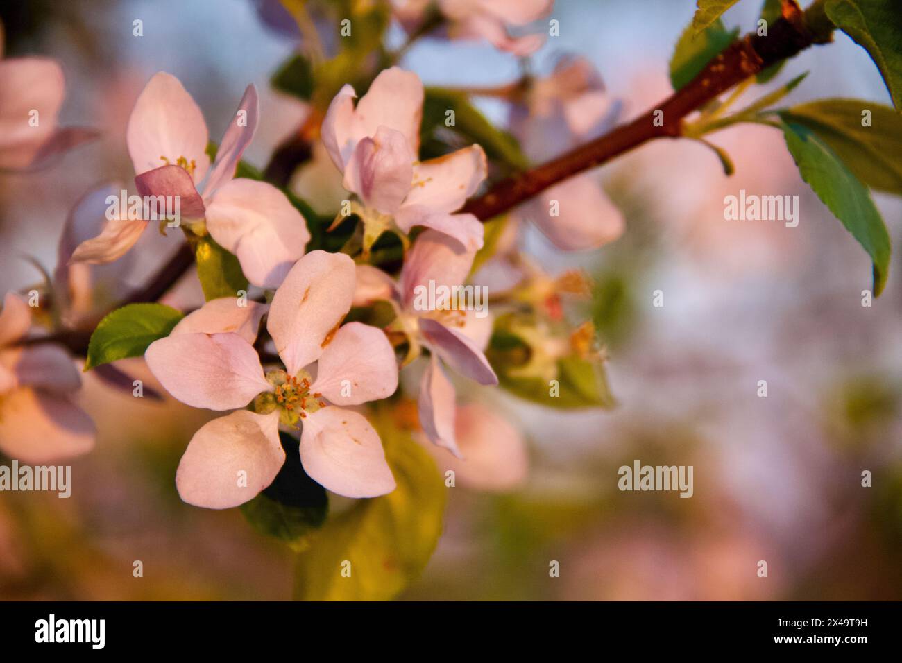 Closeup Apple Tree Blossom Stock Photo - Alamy