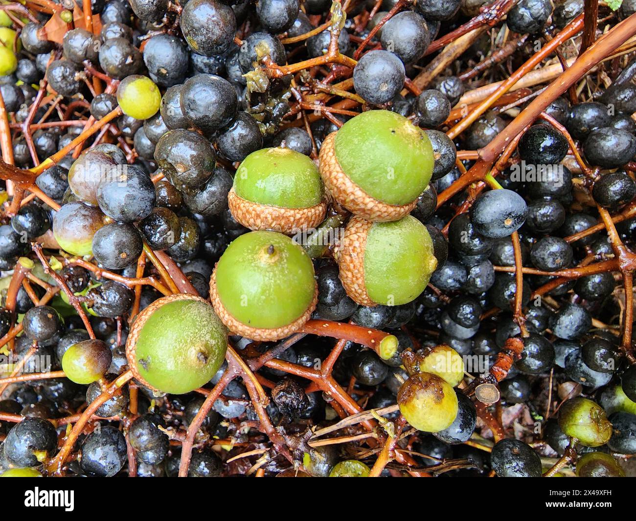 Acorns on ground hi-res stock photography and images - Alamy