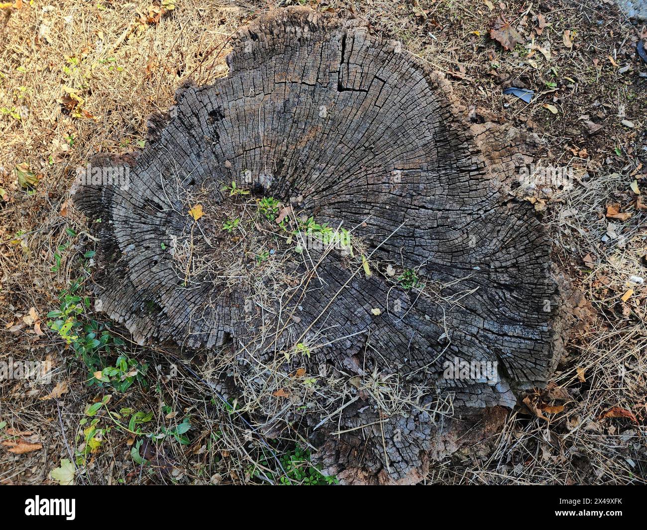 Decomposing Tree Stump Deterioration after several years exposure Stock ...