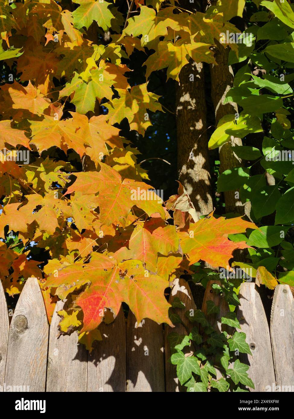 Maple leaves turning golden in Autumn Stock Photo - Alamy