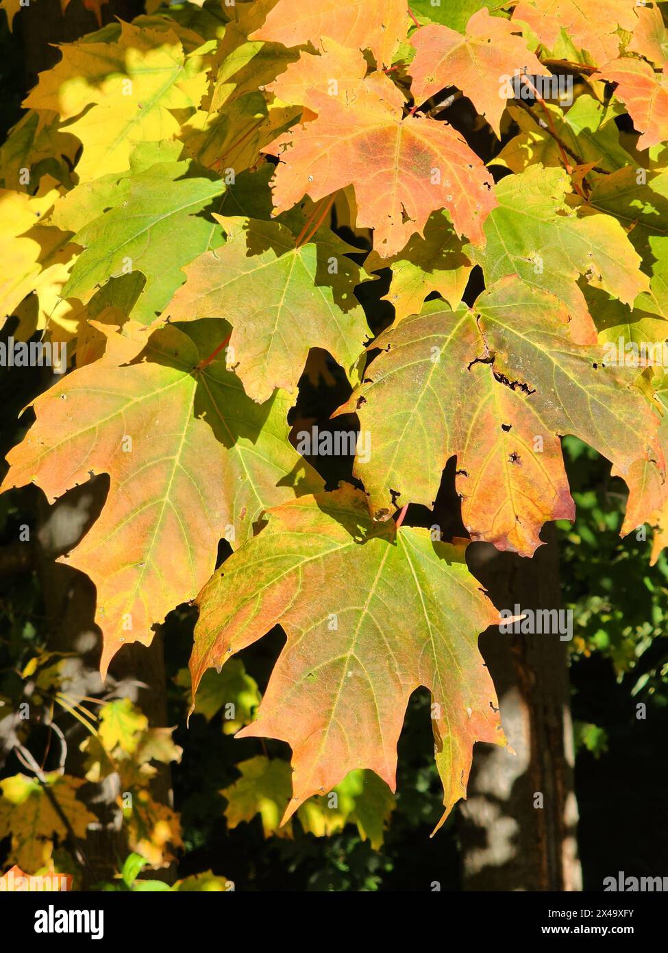Maple leaves turning golden in Autumn Stock Photo - Alamy