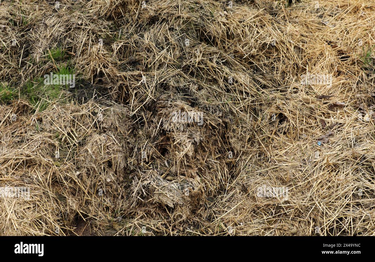 Horse manure Horse droppings dung in a field Stock Photo - Alamy