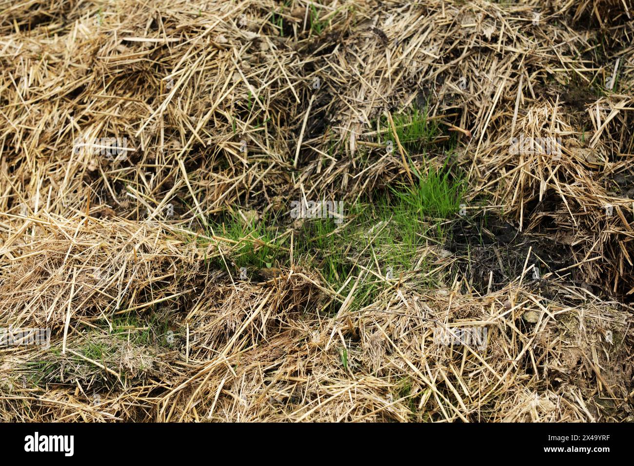 Horse manure Horse droppings dung in a field Stock Photo - Alamy