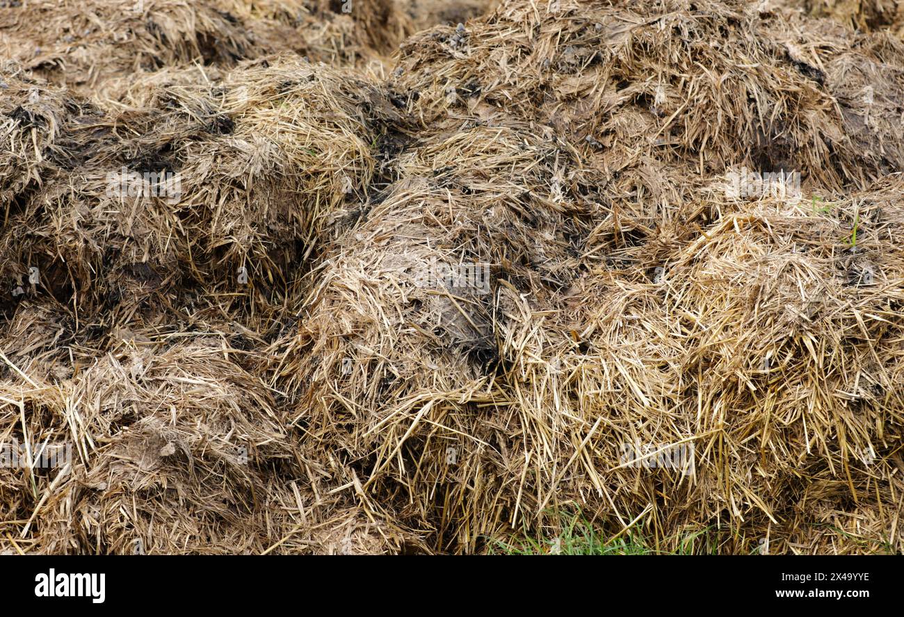 Horse manure Horse droppings dung in a field Stock Photo - Alamy