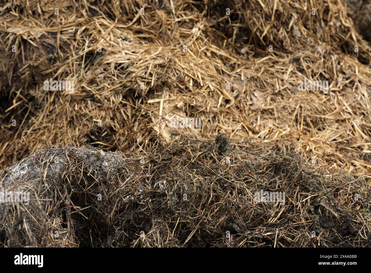 Horse manure Horse droppings dung in a field Stock Photo - Alamy