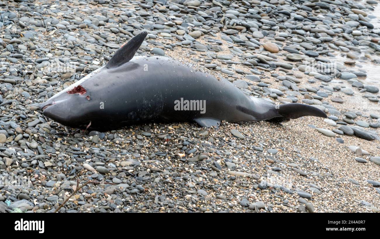 Ecological problem dead dolphin hi-res stock photography and images - Alamy