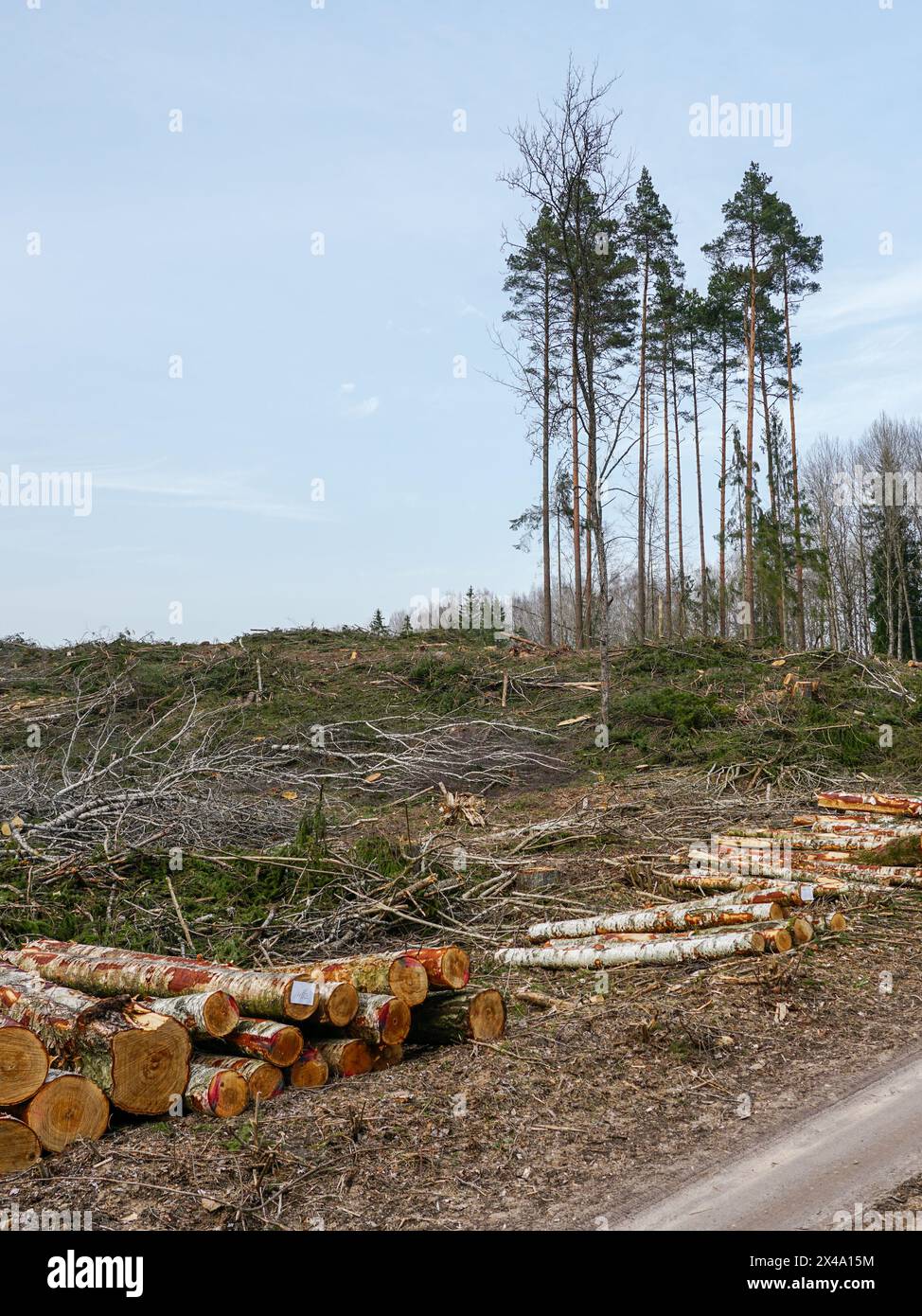 Felled forest, clear cutting, deforestation that damages the natural ...