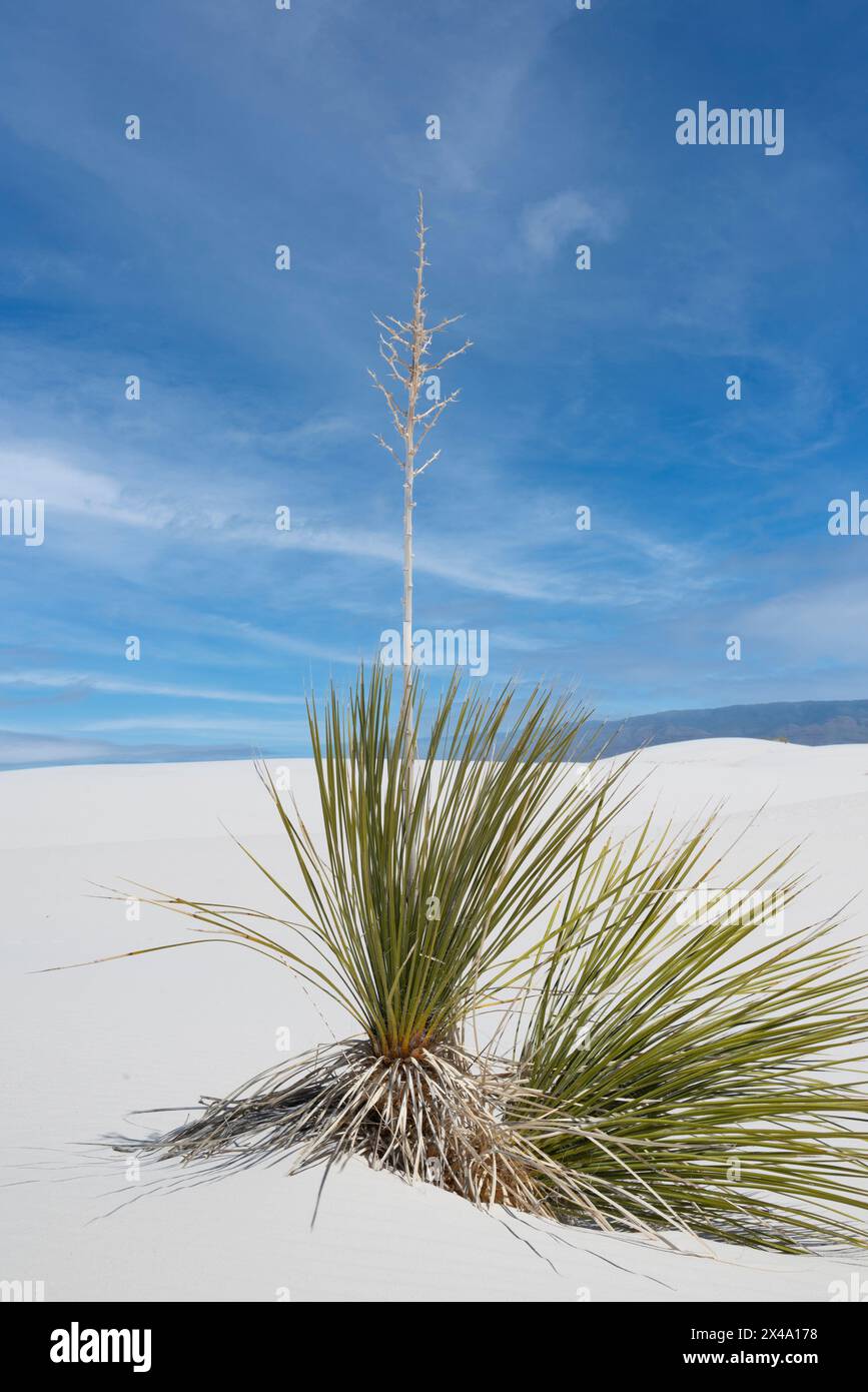 The Yucca plant, the official plant of New Mexico, struggles to survive ...