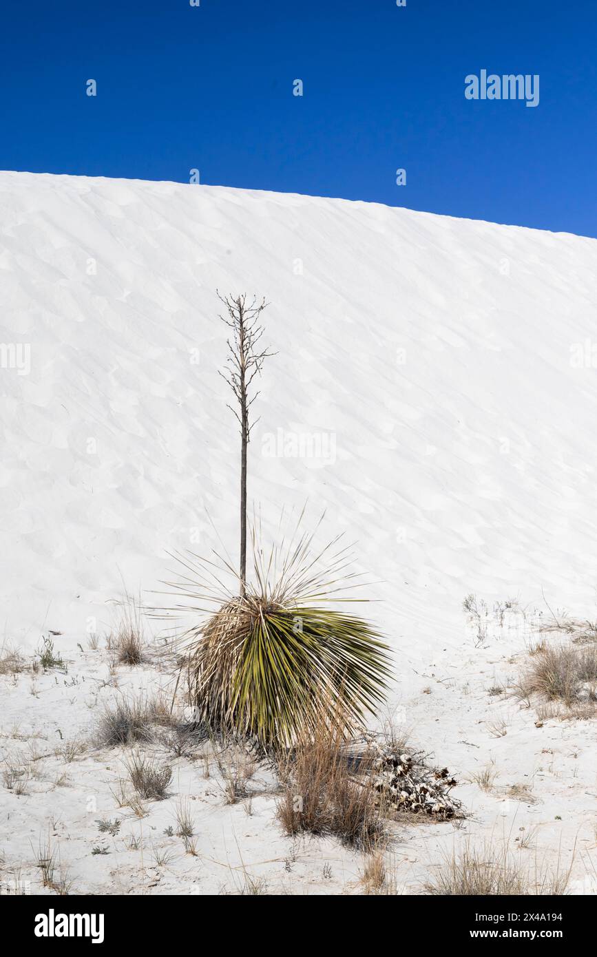 The Yucca plant, the official plant of New Mexico, struggles to survive ...