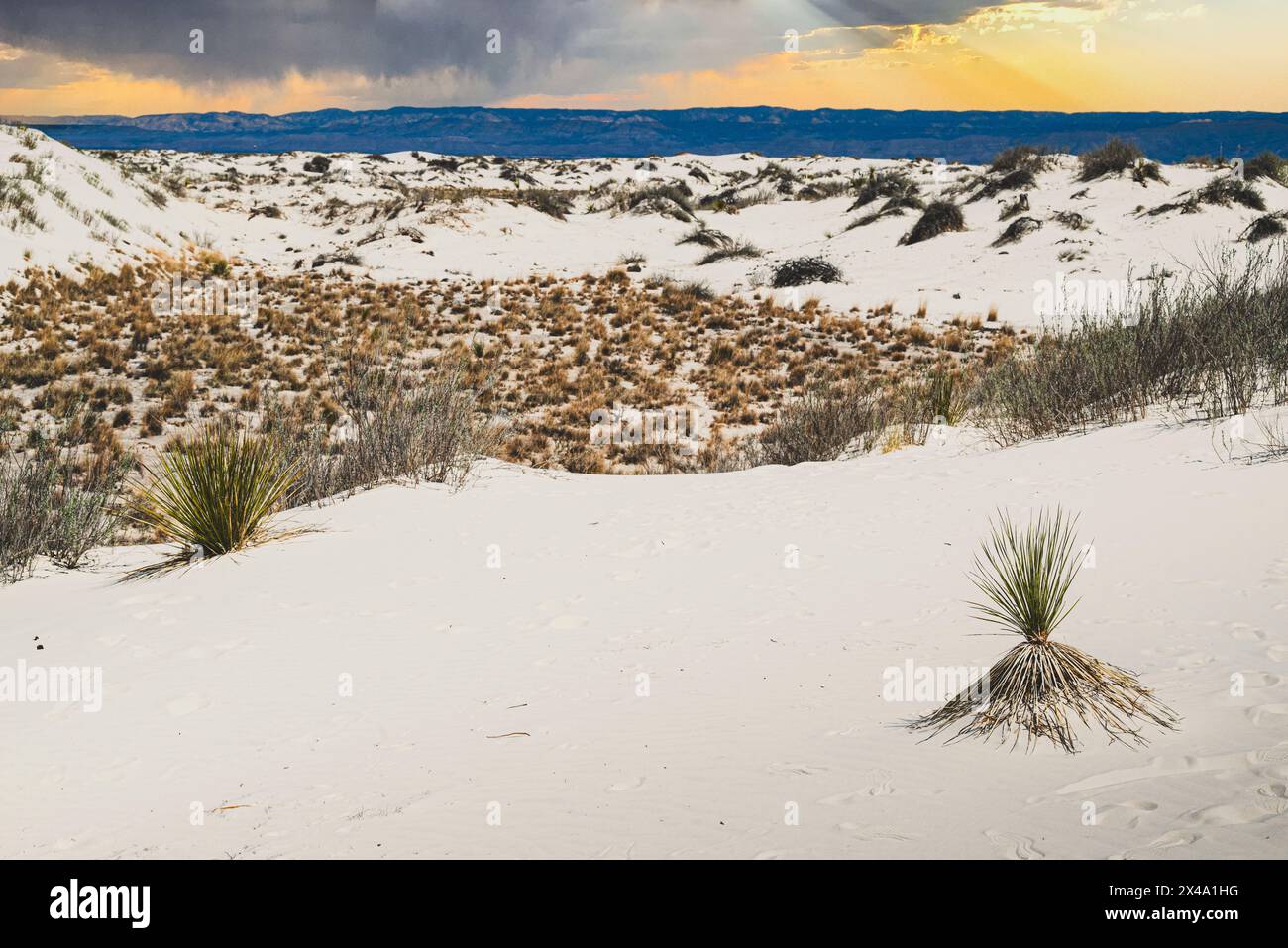The Yucca plant, the official plant of New Mexico, struggles to survive ...