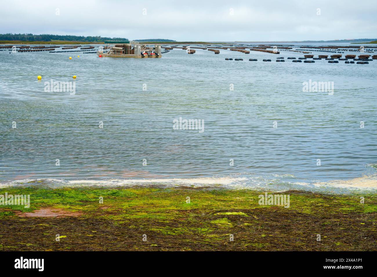 Shellfish farming in Rustico Bay, Prince Edward Island, Canada Stock ...