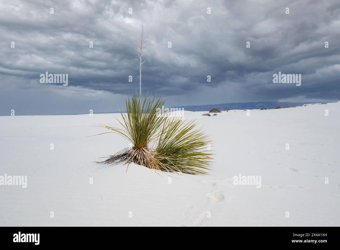 The Yucca plant, the official plant of New Mexico, struggles to survive ...