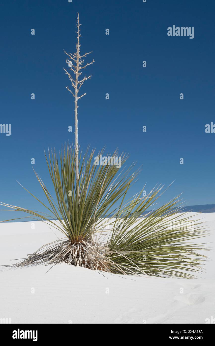 The Yucca plant, the official plant of New Mexico, struggles to survive ...
