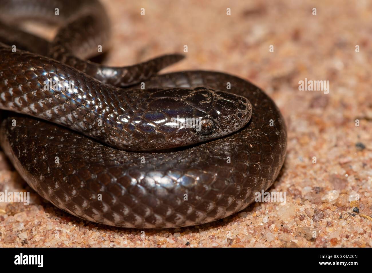 Common Wolf Snake (Lycophidion capense), also called a Cape wolf snake ...
