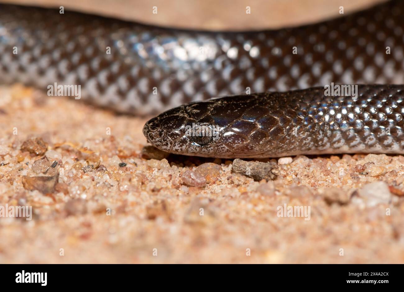 Common Wolf Snake (Lycophidion capense), also called a Cape wolf snake ...