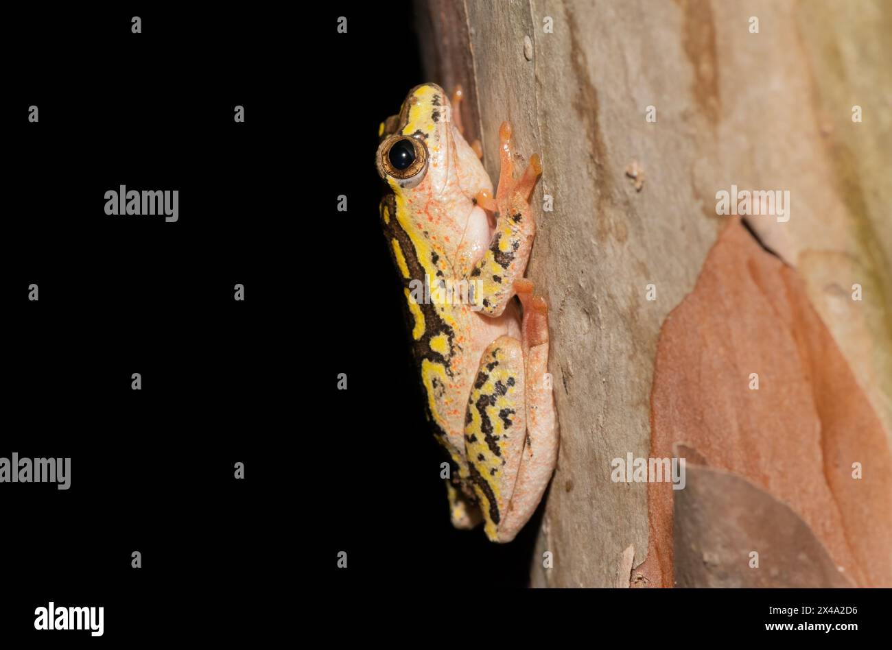 Beautiful colour pattern of a cute painted reed frog, also called a ...