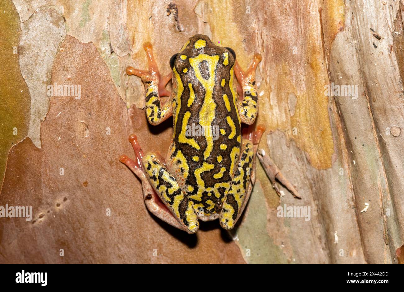 Beautiful colour pattern of a cute painted reed frog, also called a ...