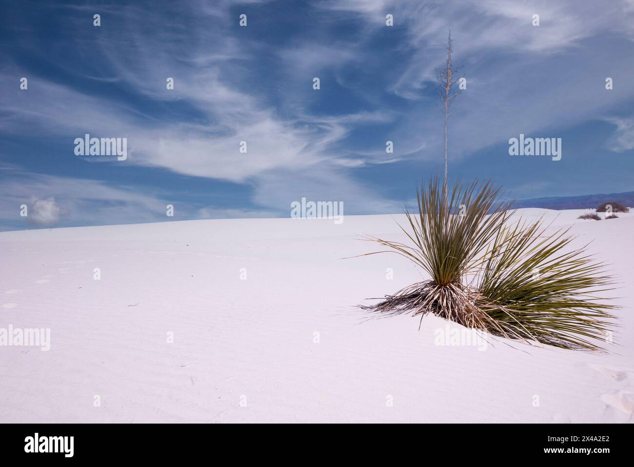 The Yucca plant, the official plant of New Mexico, struggles to survive ...