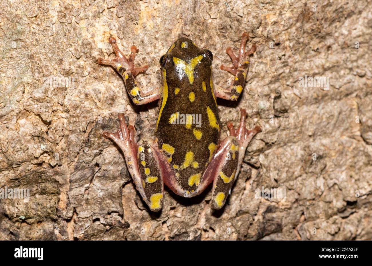 Beautiful colour pattern of a cute painted reed frog, also called a ...