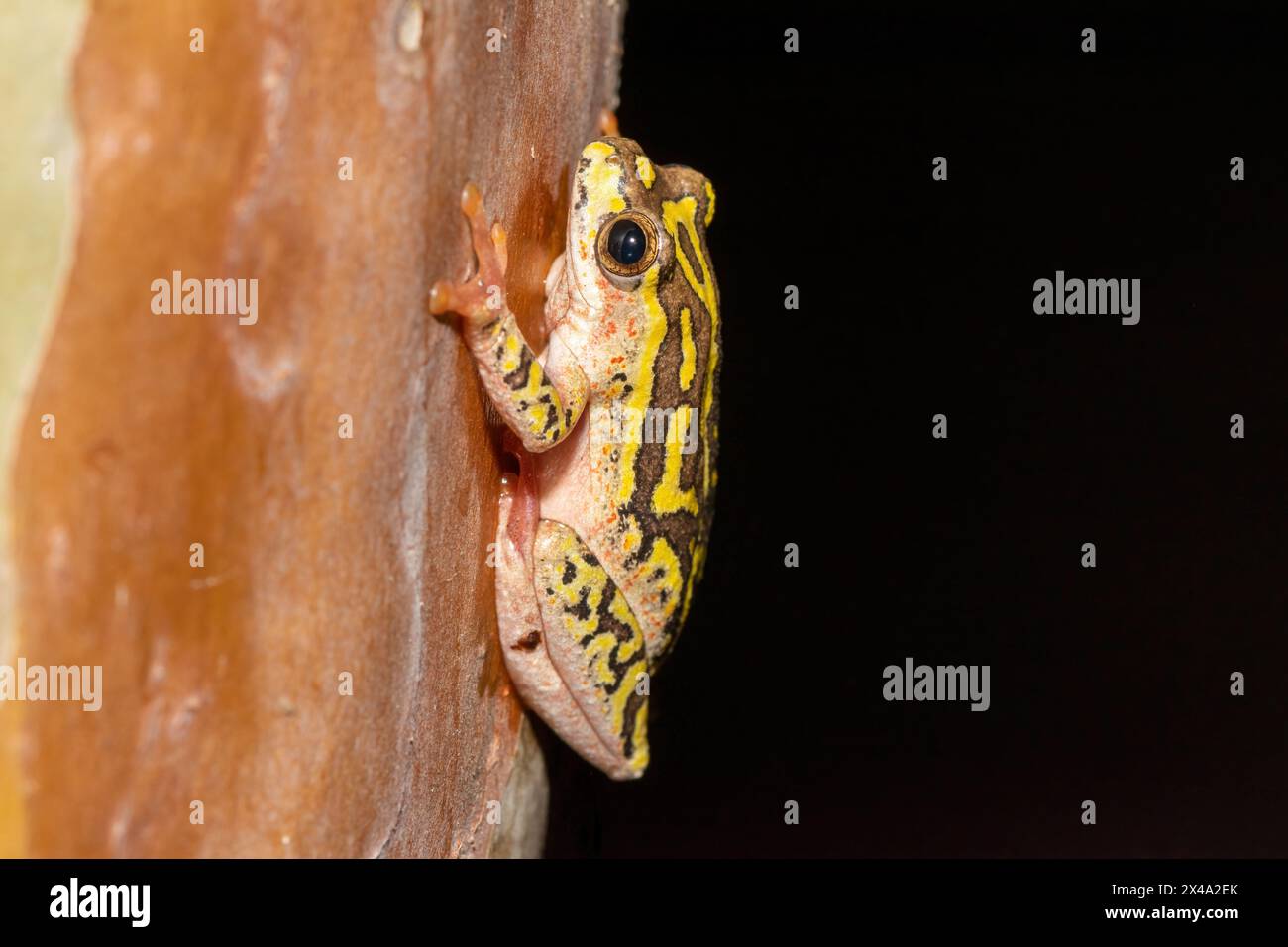 Beautiful colour pattern of a cute painted reed frog, also called a ...