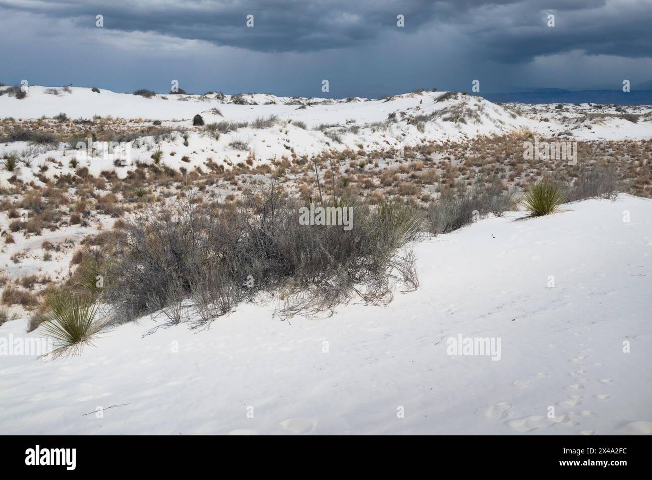 The Yucca plant, the official plant of New Mexico, struggles to survive ...
