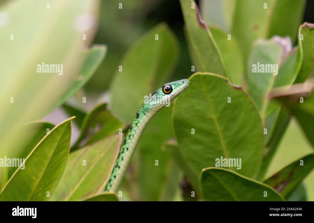 Close-up of a cute adult spotted bush snake (Philothamnus ...