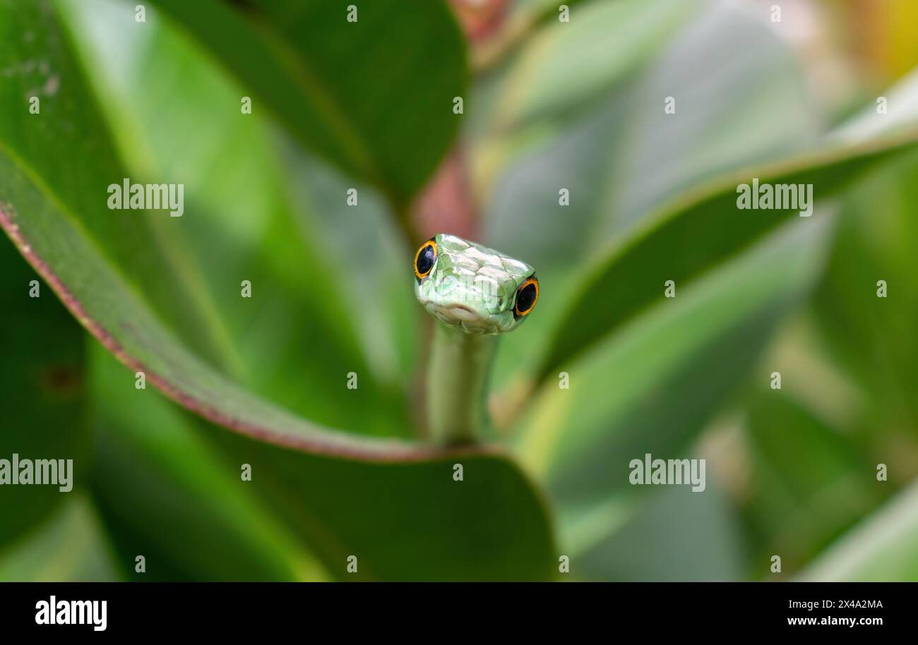 Close-up of a cute adult spotted bush snake (Philothamnus ...