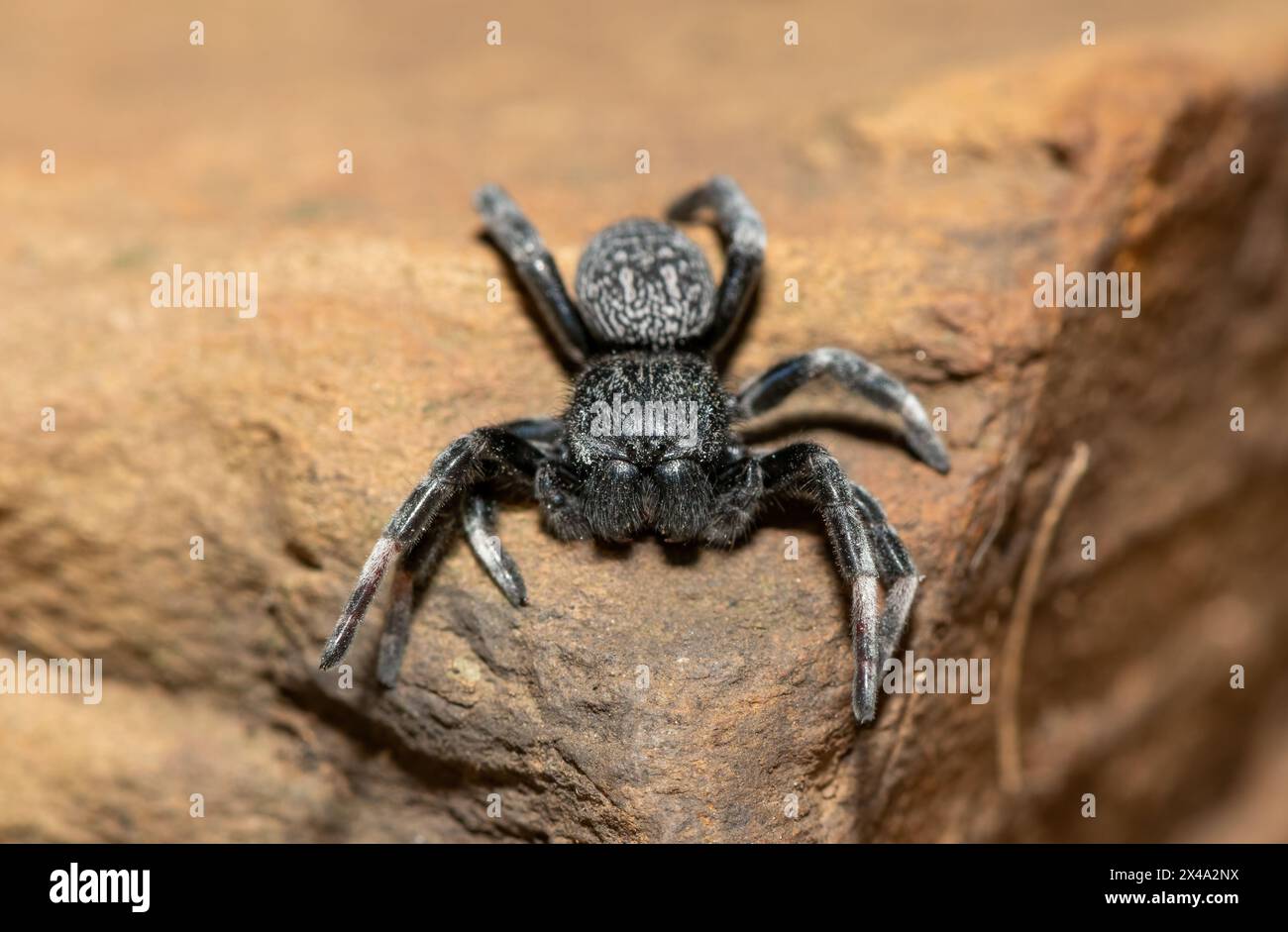 Close-up of a beautiful Velvet Spider (Family Eresidae Stock Photo - Alamy