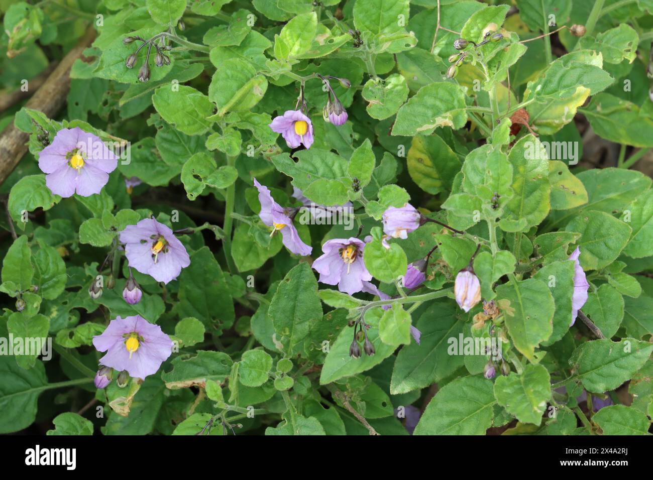 Solanum Xanti, an enchanting native monoclinous subshrub displaying ...