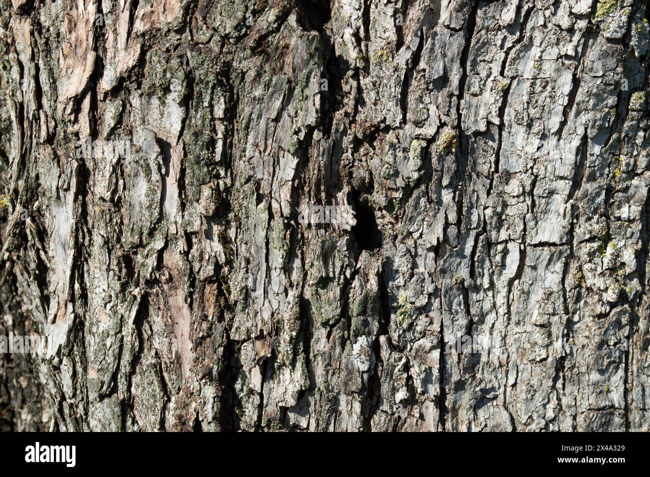 Tronco de corcho hi-res stock photography and images - Alamy