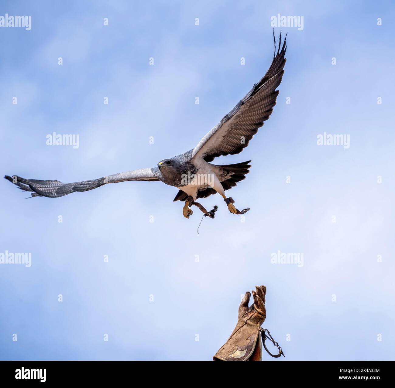 Peregrine falcon, a species of Falcons and caracaras falconidae aka ...