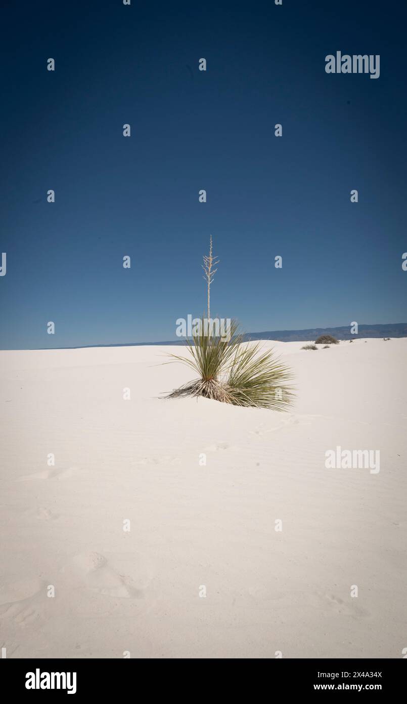 The Yucca plant, the official plant of New Mexico, struggles to survive ...
