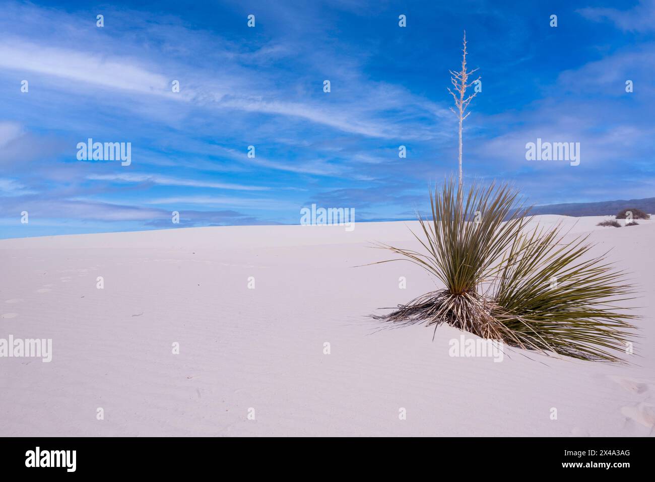 The Yucca plant, the official plant of New Mexico, struggles to survive ...