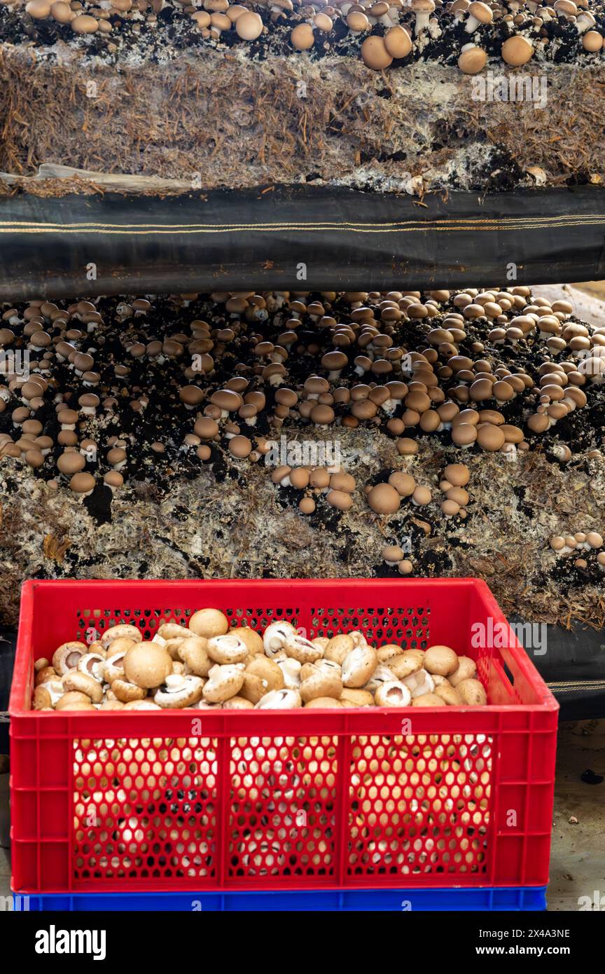Growing of brown champignons mushrooms, mycelium grow from compost into ...
