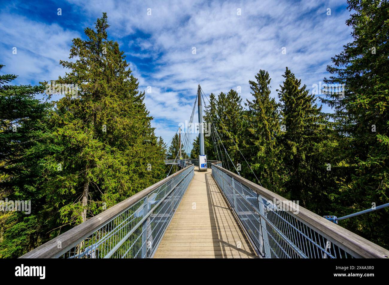 View of the tree top path and trail in beautiful mountain scenery ...