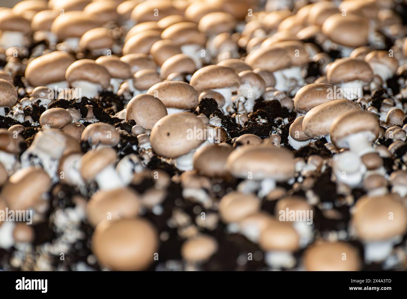 Growing of brown champignons mushrooms, mycelium grow from compost into ...