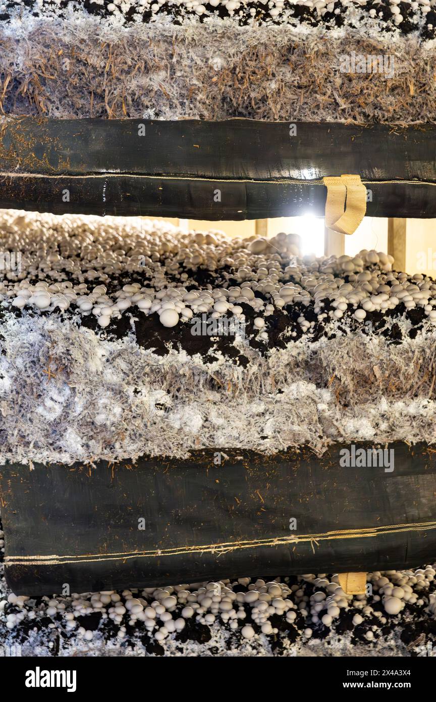 Growing of white champignons mushrooms, mycelium grow from compost into ...