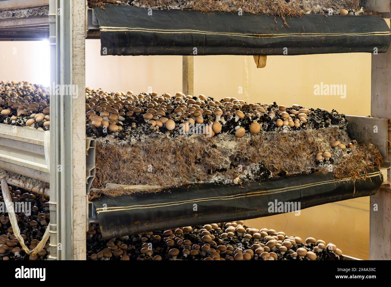Growing of brown champignons mushrooms, mycelium grow from compost into ...