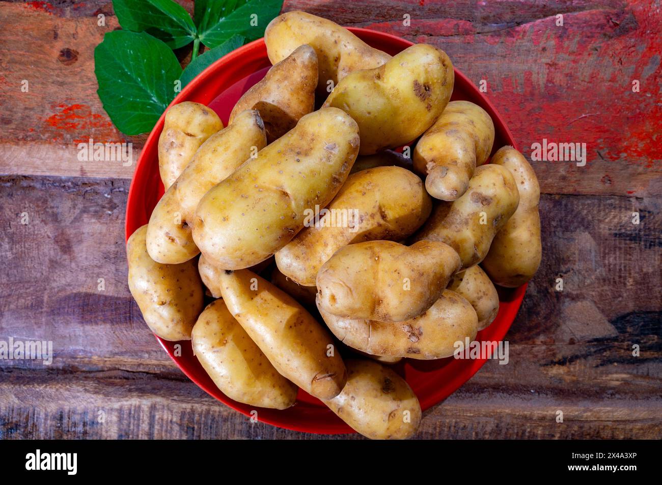 Ratte potato, La Ratte, La Reine Ratte du Touquet, or Asparges small ...