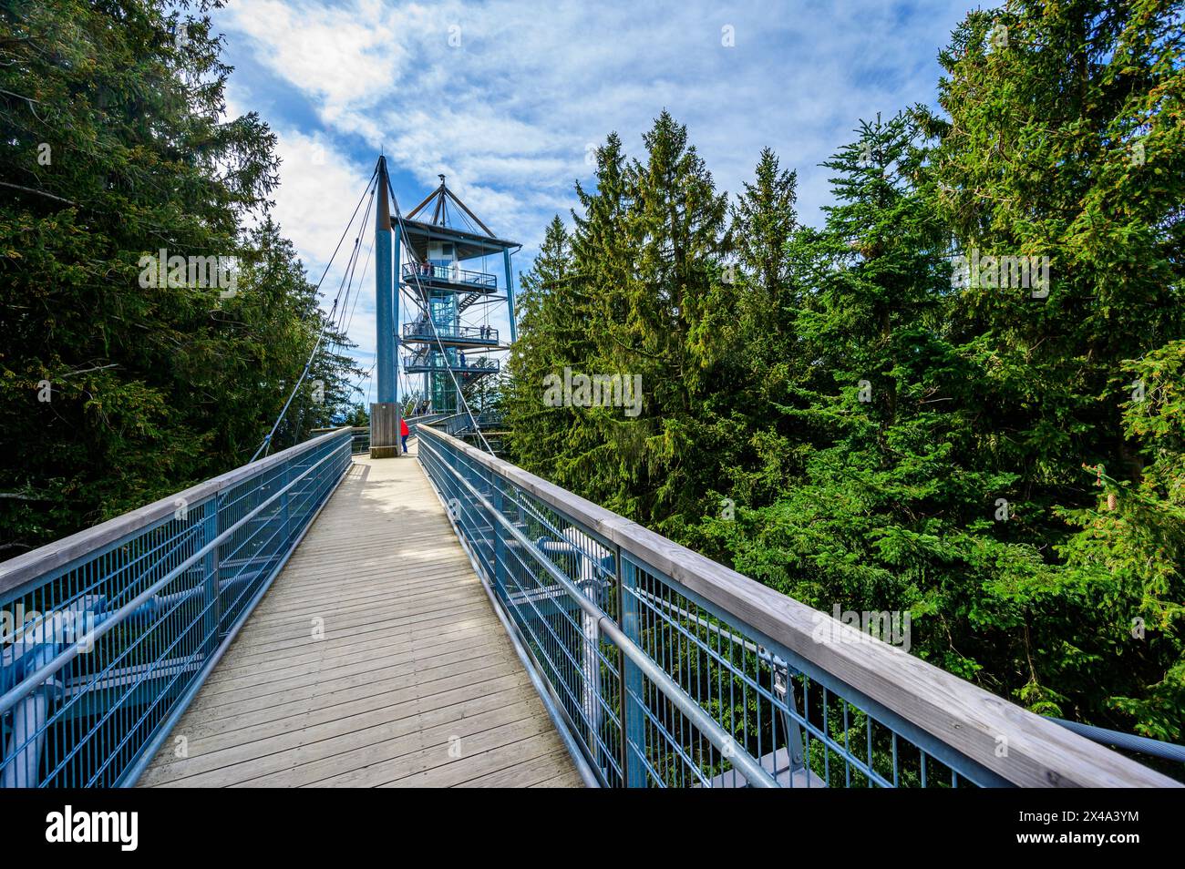 View of the tree top path and trail in beautiful mountain scenery ...