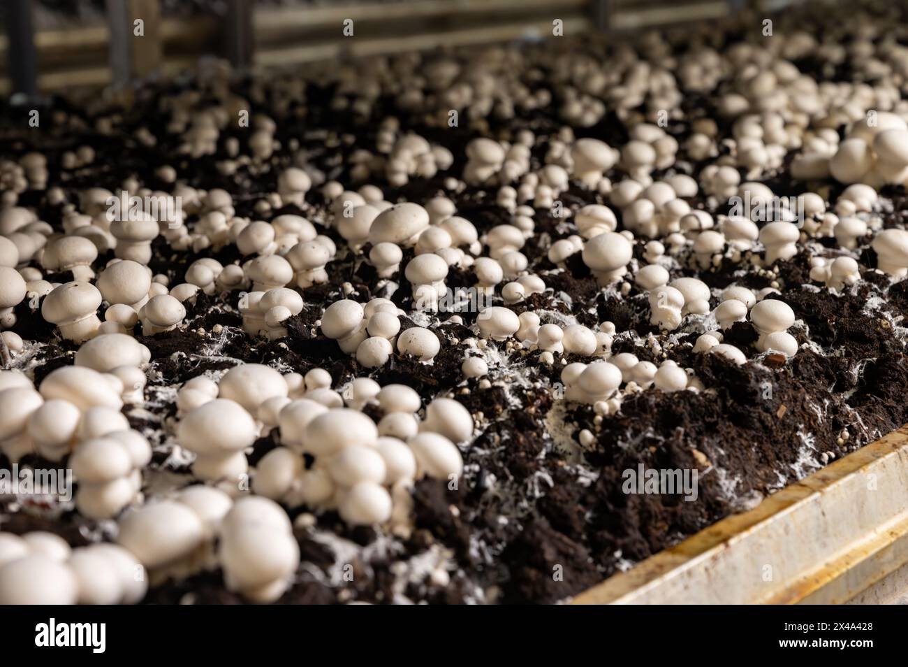 Growing of white champignons mushrooms, mycelium grow from compost into ...
