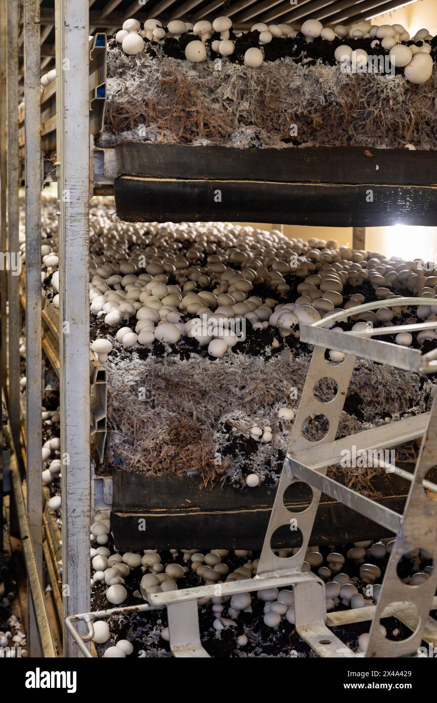 Growing of white champignons mushrooms, mycelium grow from compost into ...