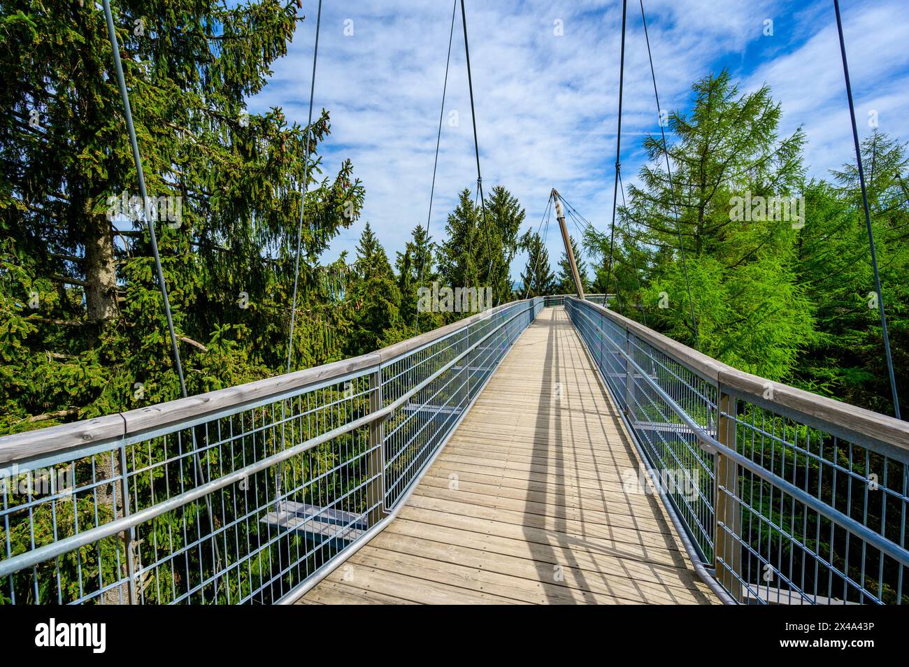 View of the tree top path and trail in beautiful mountain scenery ...