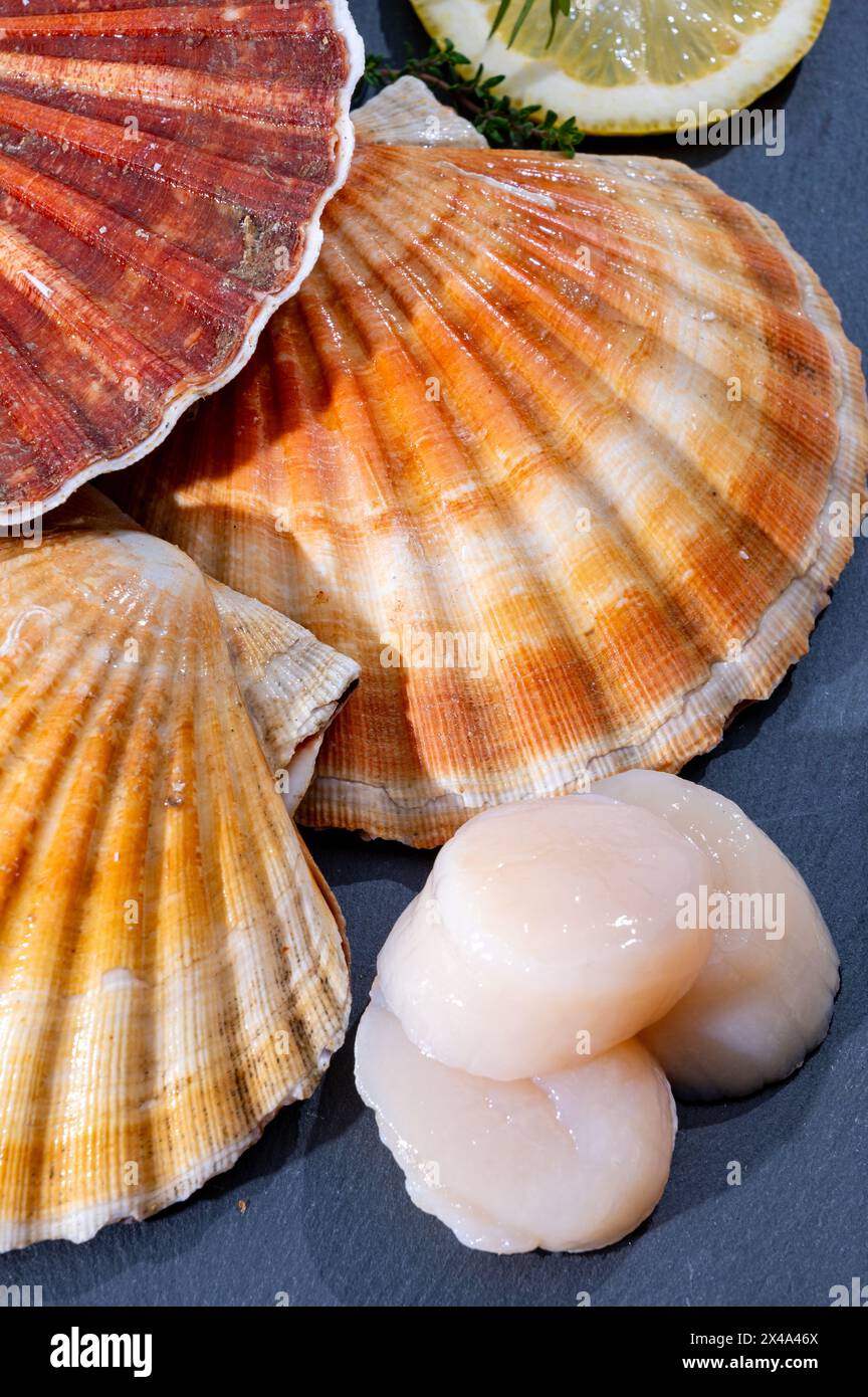 Atlantic bay scallops coquille St. James sea shells, in shells and ...